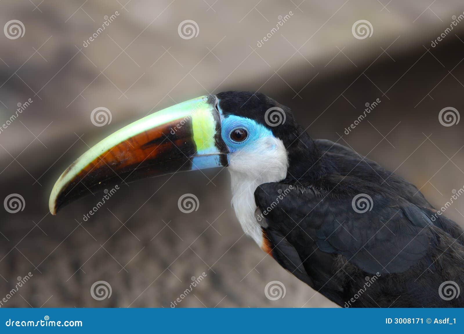 Toucan stock image. Image of animals, rainforest, amazonas - 3008171