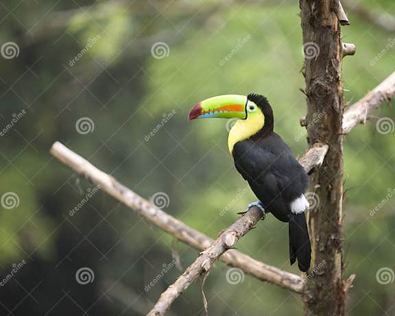 Toucan stock photo. Image of rica, tourism, forest, nature - 3564142