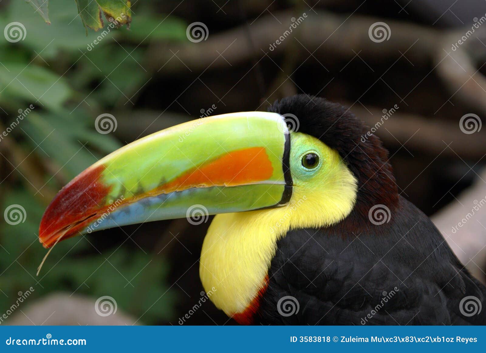 Toucan stock photo. Image of wildlife, wilderness, south - 3583818