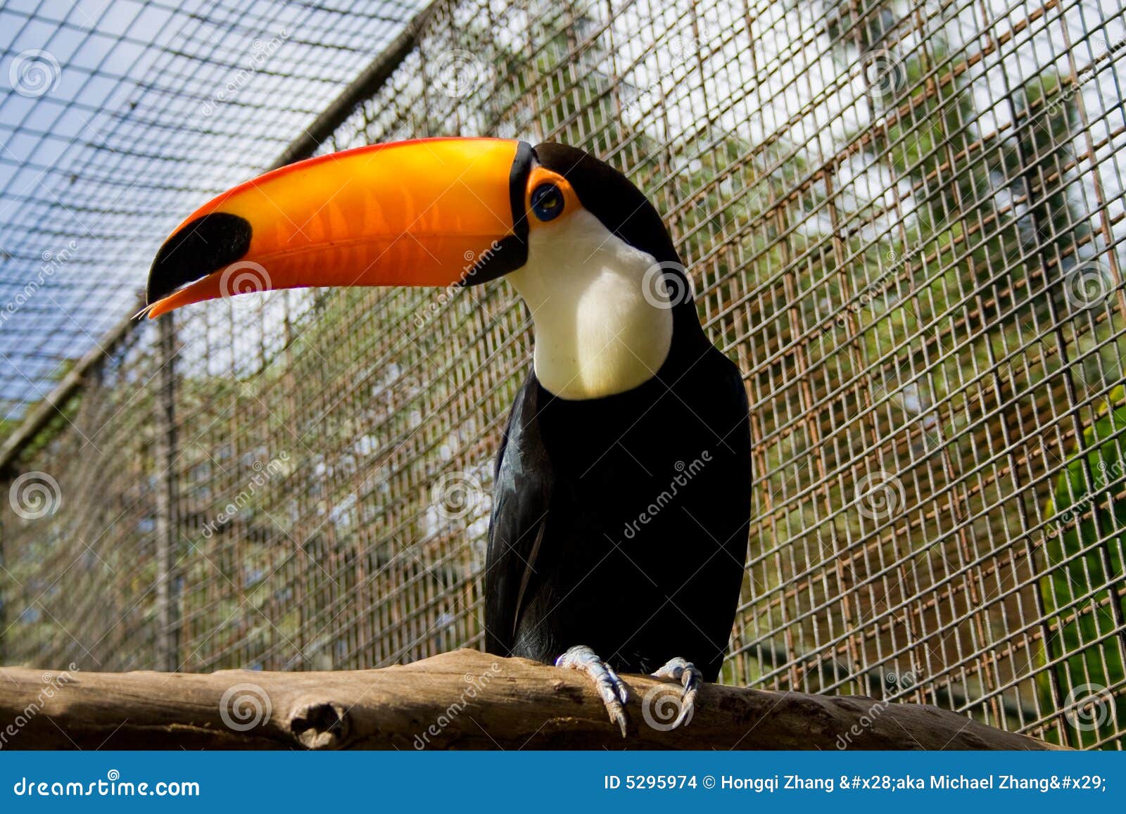 Toucan stock photo. Image of africa, bill, body, colour - 5295974
