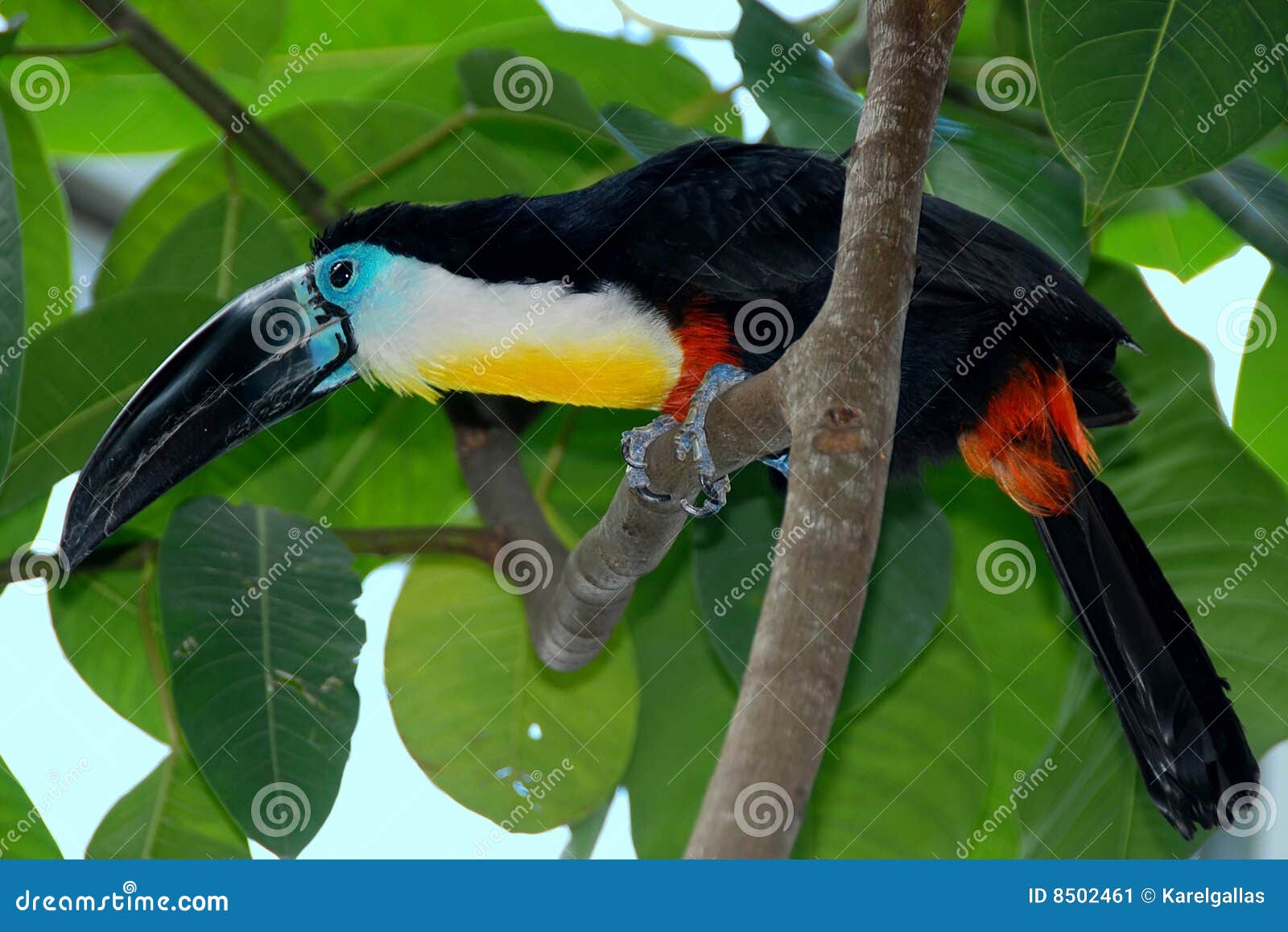 Toucan stock image. Image of tukan, coloured, amazonia - 8502461