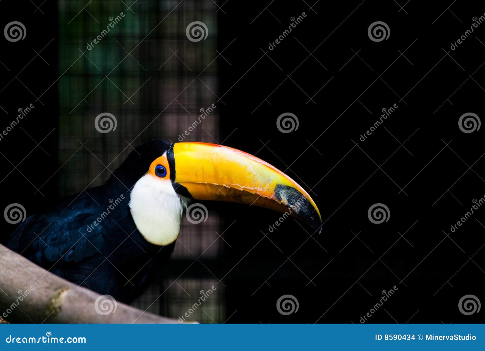Toucan stock photo. Image of nature, amazon, feather, fowl - 8590434