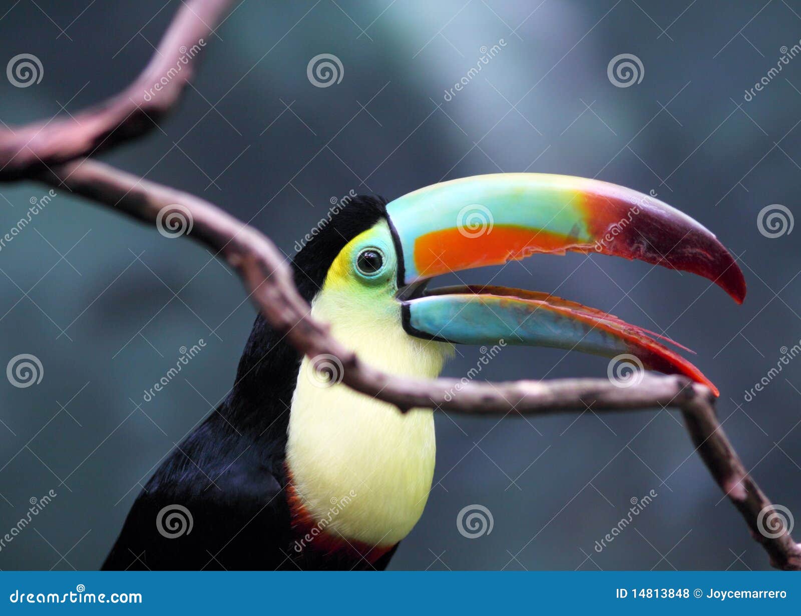 Toucan with Beak Open stock photo. Image of vibrant, exotic - 14813848
