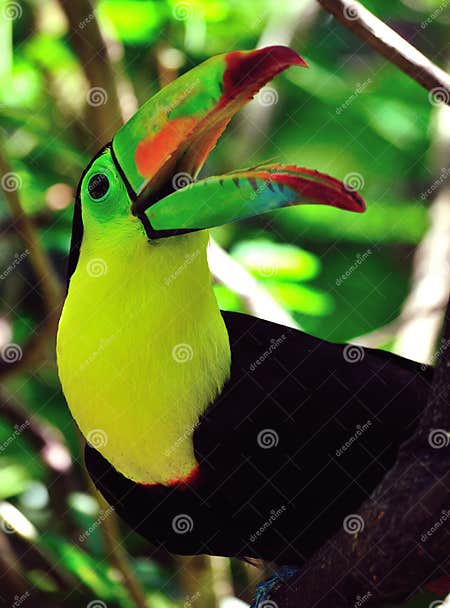 Toucan with beak open stock image. Image of black, bright - 18916619