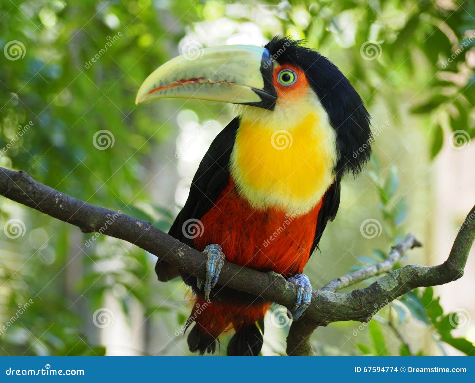 Toucan stock photo. Image of summer, brasil, toucan, beautiful - 67594774