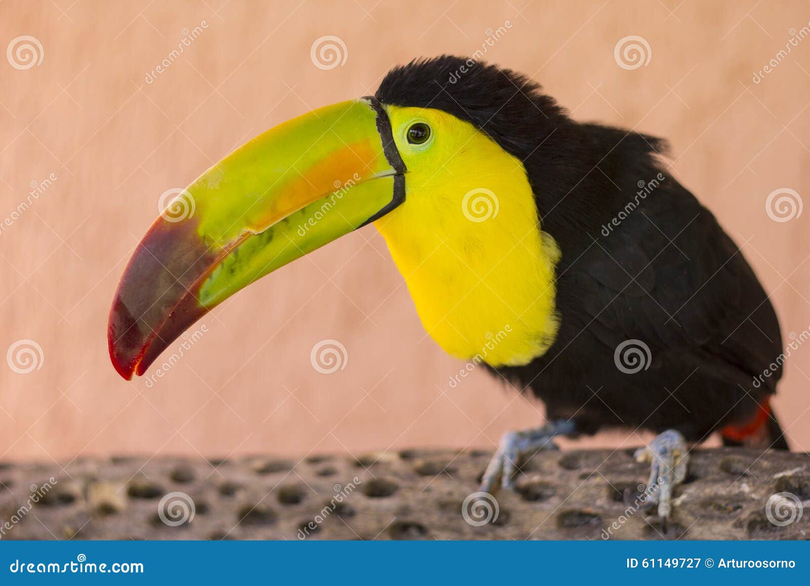 Toucan stock image. Image of toucan, tropical, colourful - 61149727