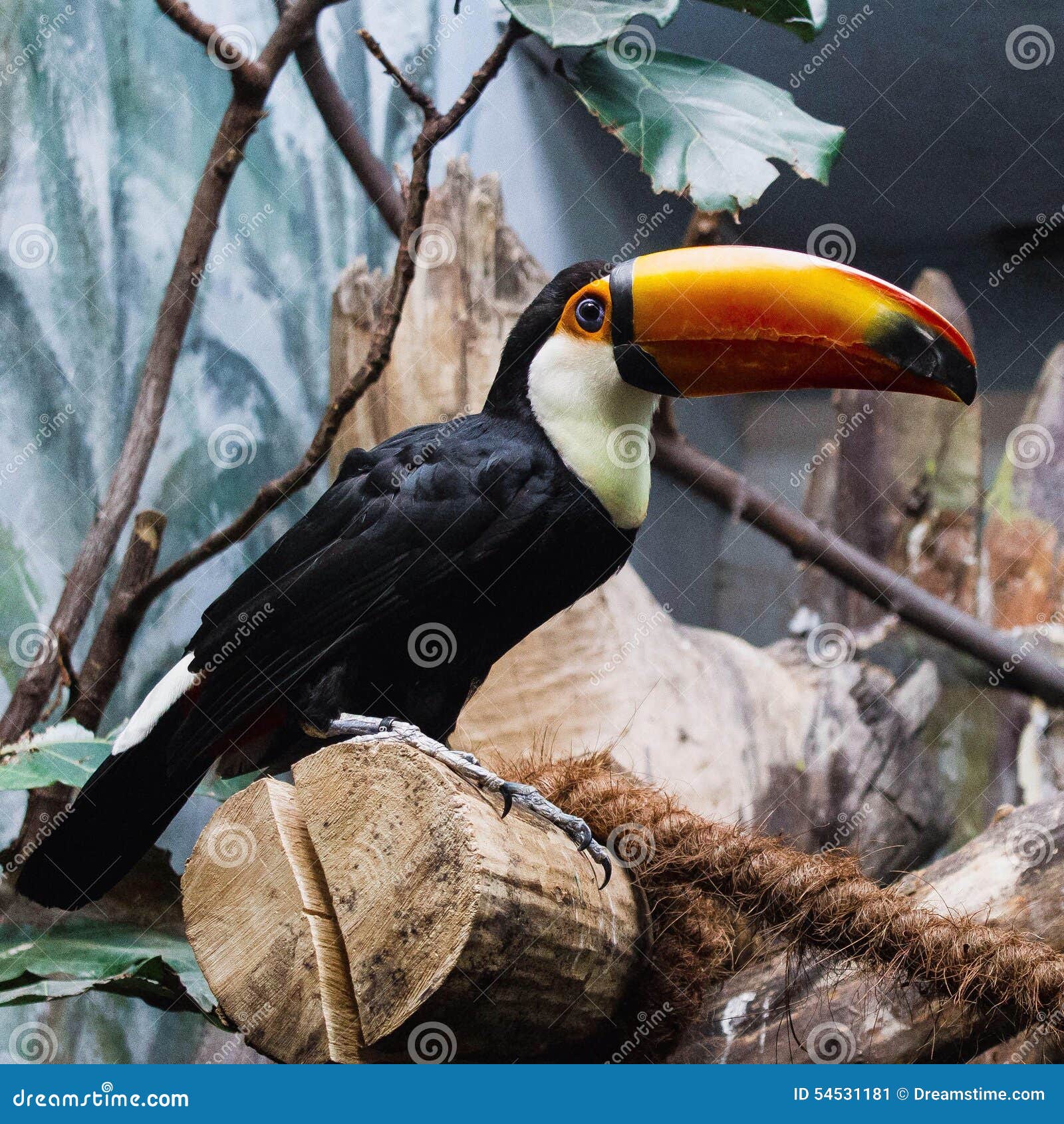 Toucan stock image. Image of toucan, animals, birds, cute - 54531181