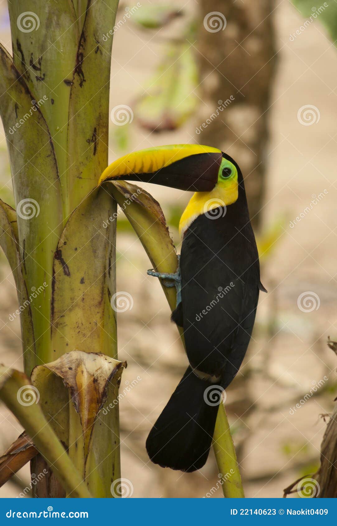 Toucan bird stock image. Image of colourful, head, beak - 22140623
