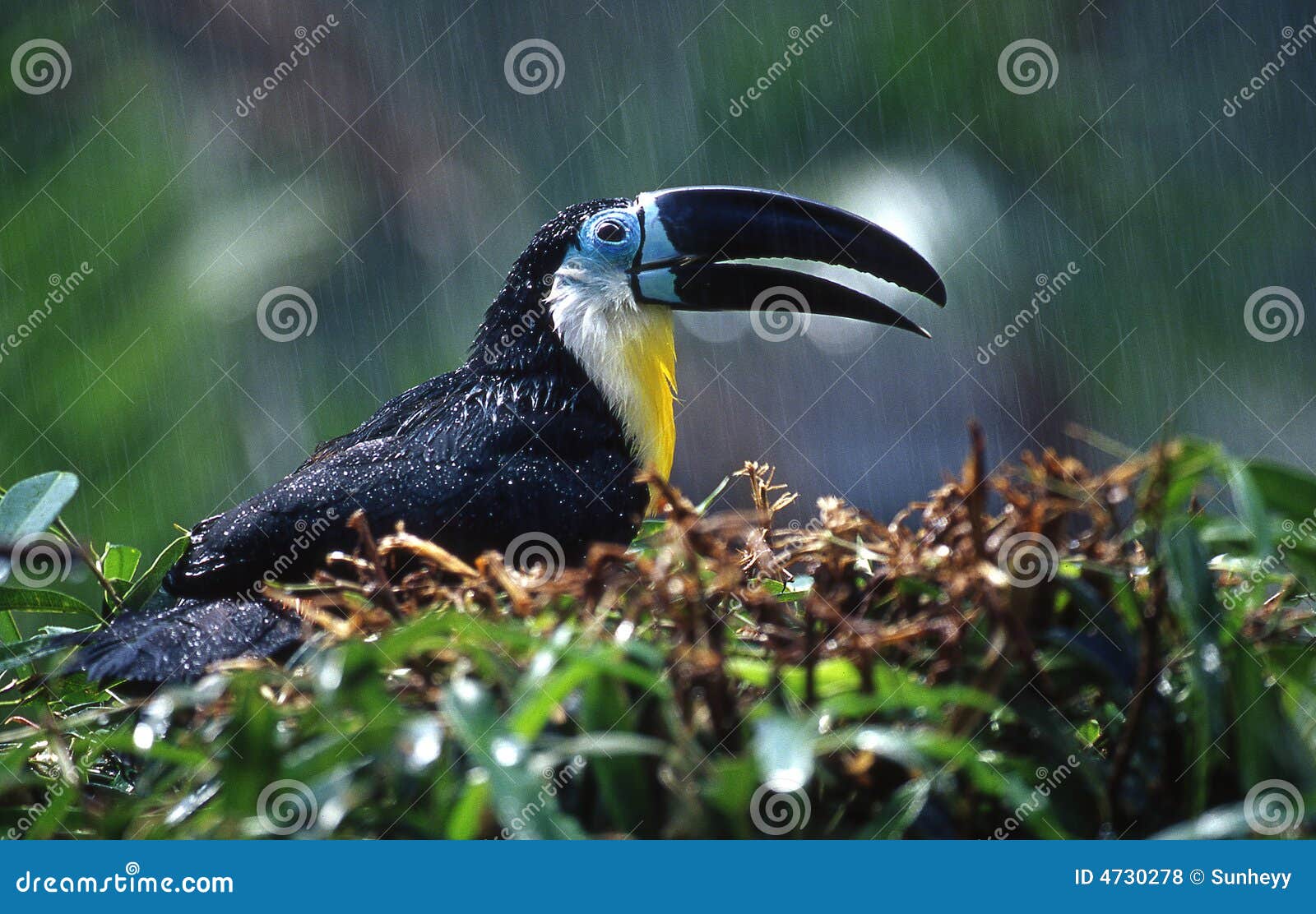 Toucan_bird stock photo. Image of rainforests, american - 4730278