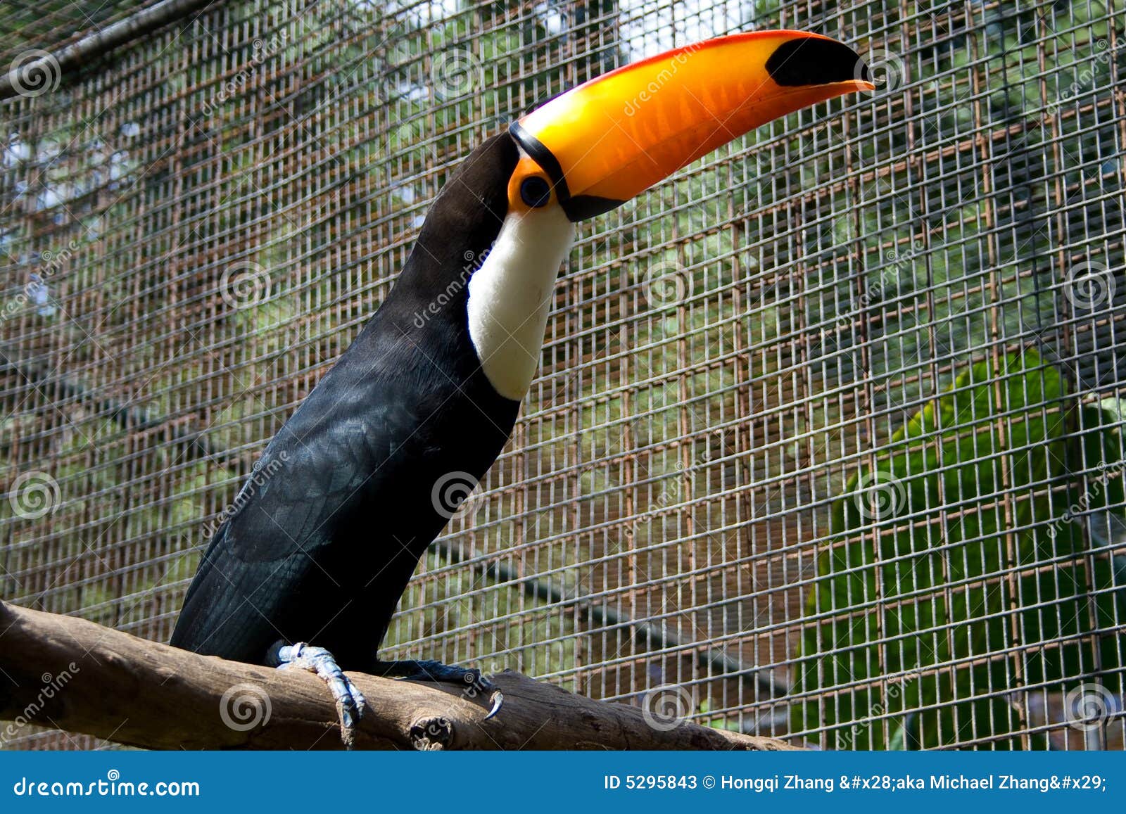 Toucan bird stock image. Image of amazonic, feather, brazil - 5295843