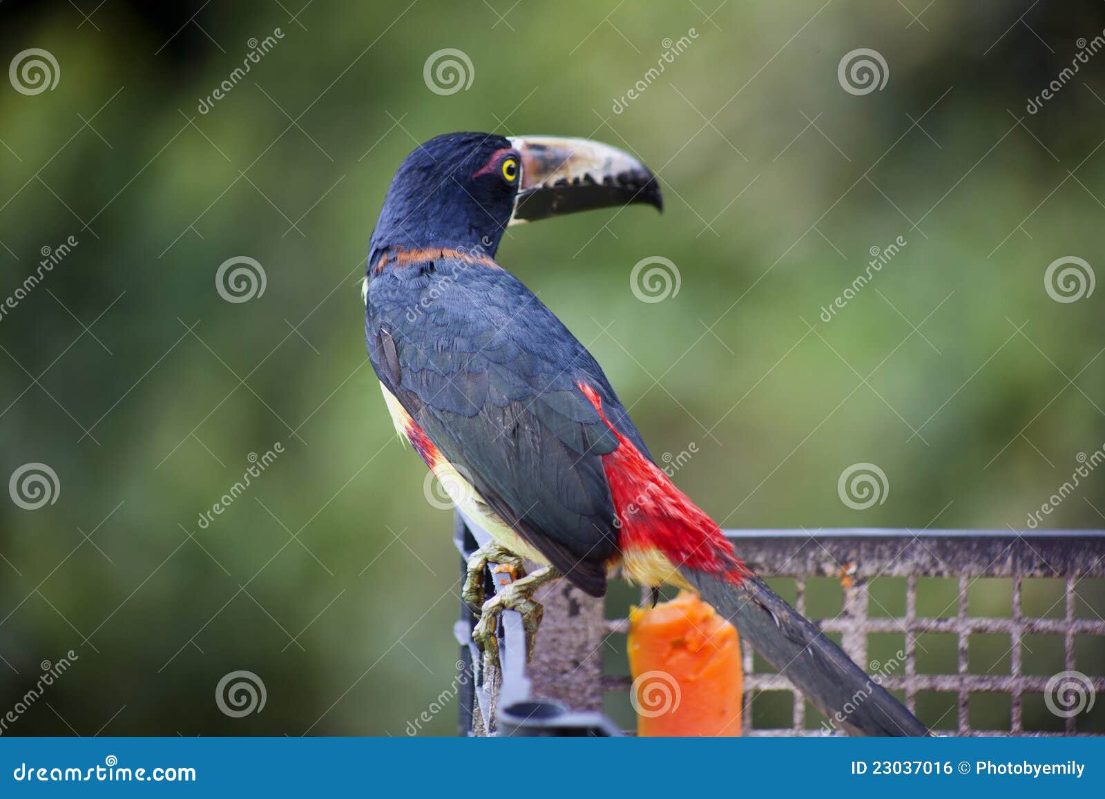 Toucan Bird Backside stock photo. Image of beak, fruit - 23037016