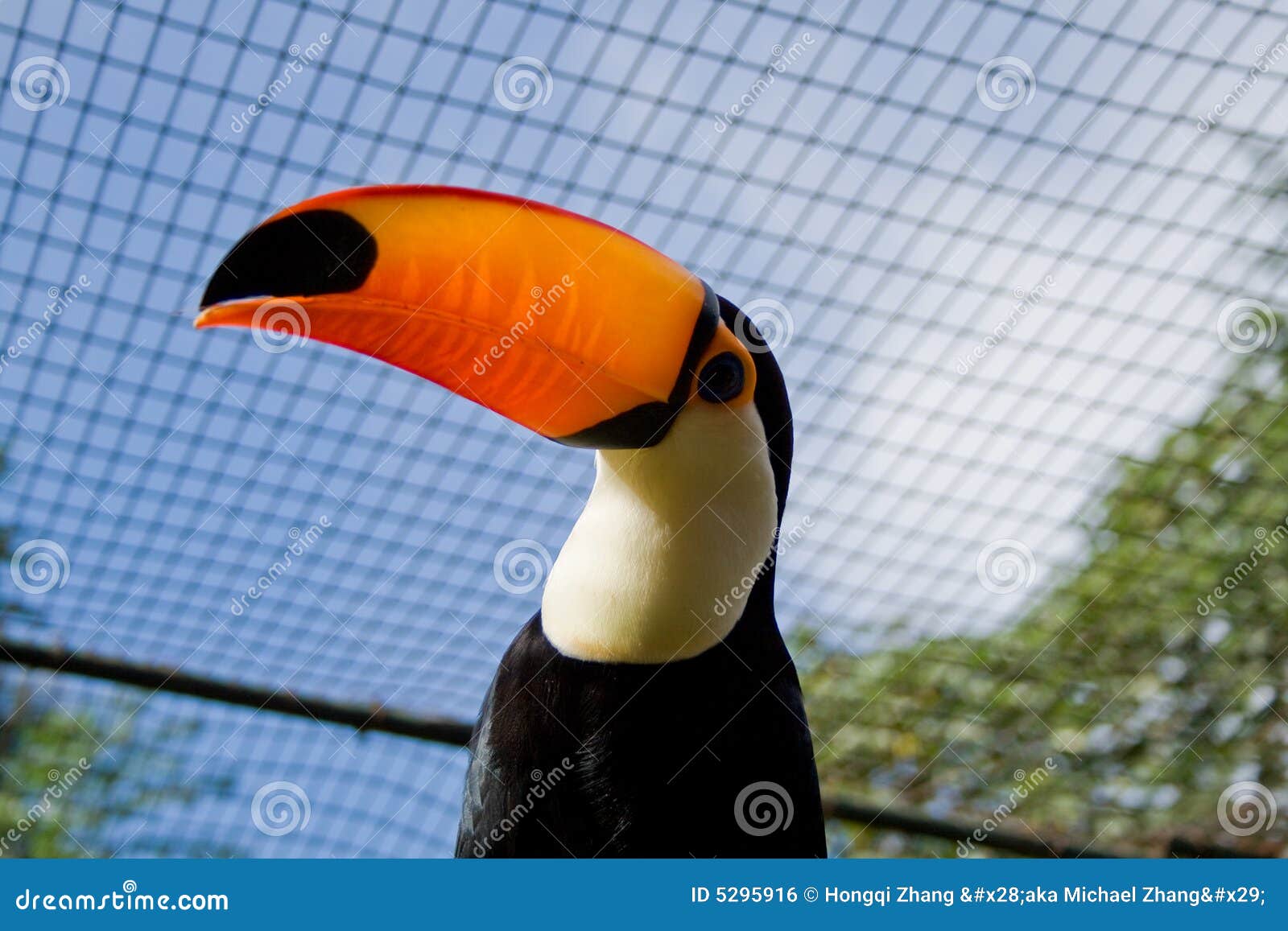 Toucan bird in cage stock photo. Image of africa, colour - 5295916