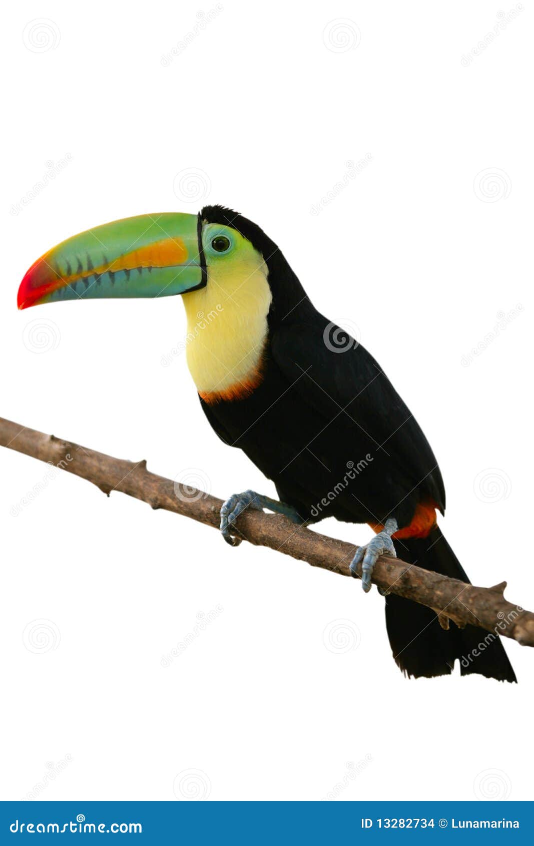 Colorful Toucans