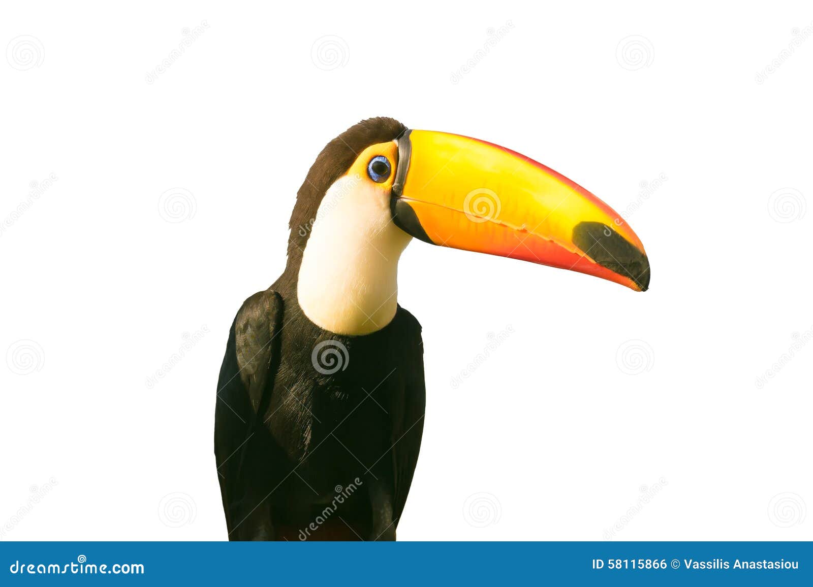 Toucan Bird Isolated on White. Stock Photo - Image of beautiful, color ...