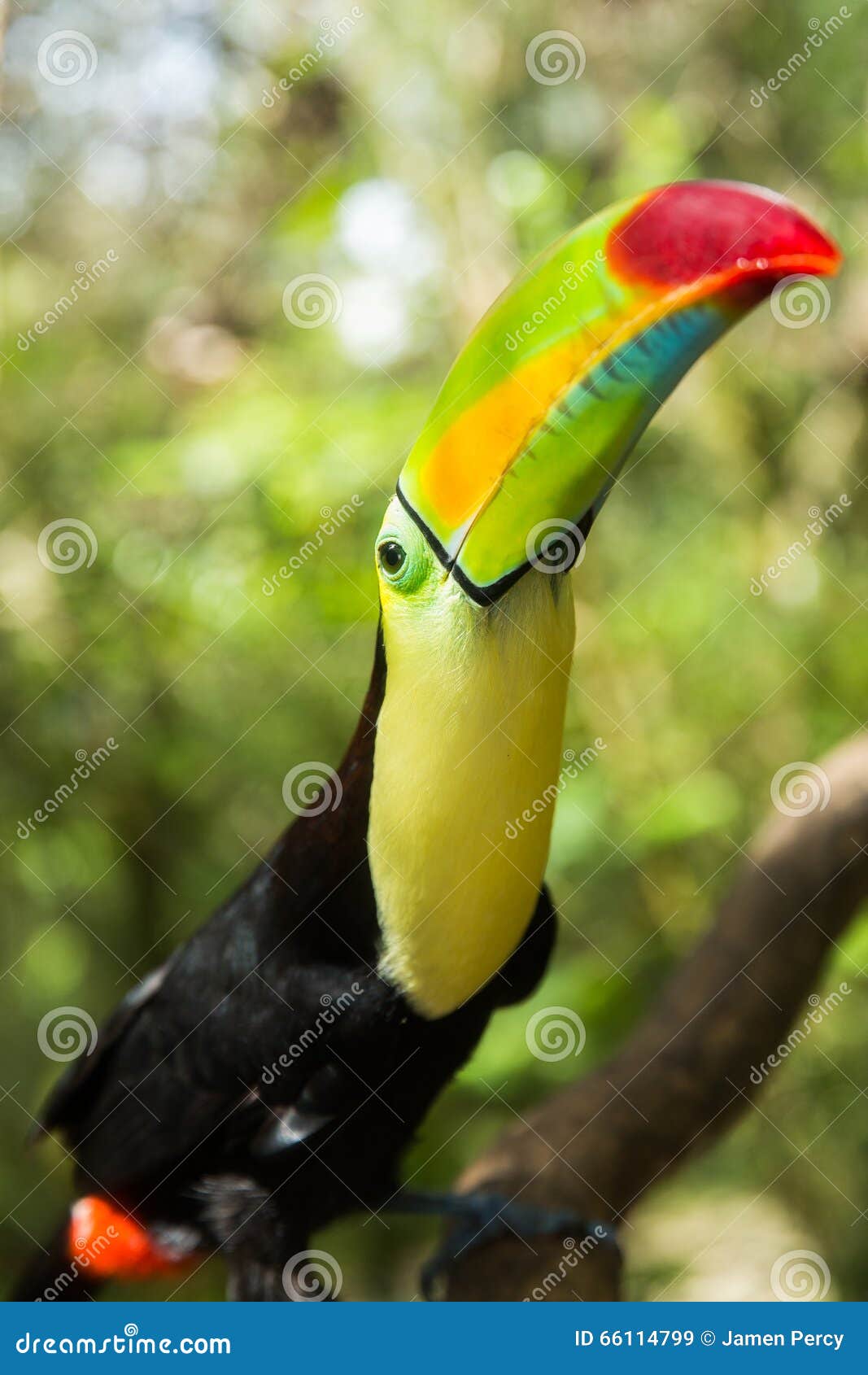 Toucan bird in jungle stock image. Image of black, rica - 66114799
