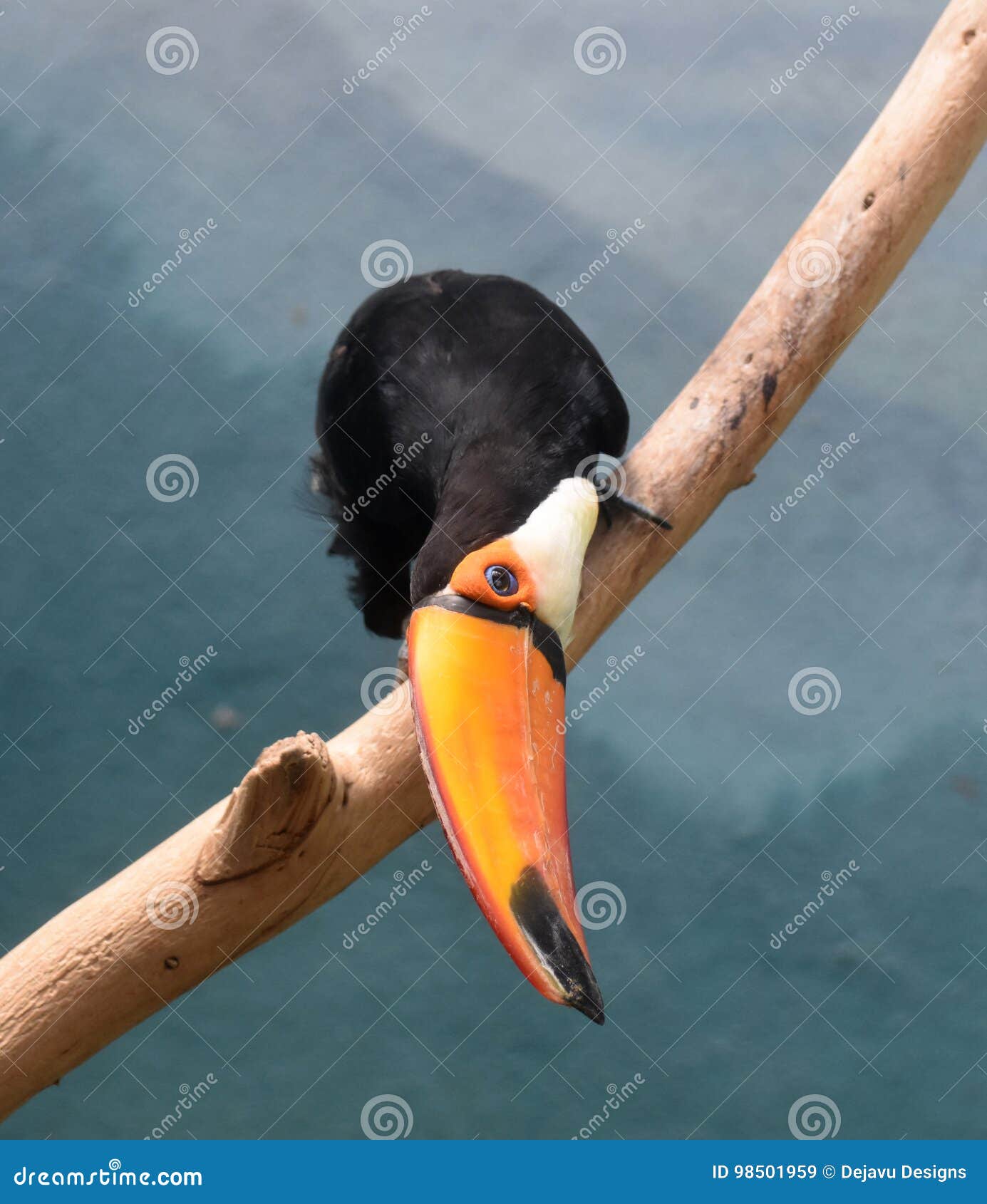 Bird Leaning Down Beneath A Twig Of A Plant In An Attractive Stance ...