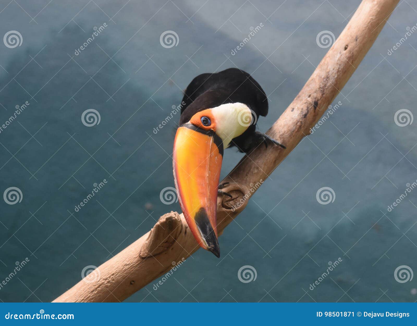 Toucan Bird Leaning Down Off of a Thick Vine Stock Image - Image of ...