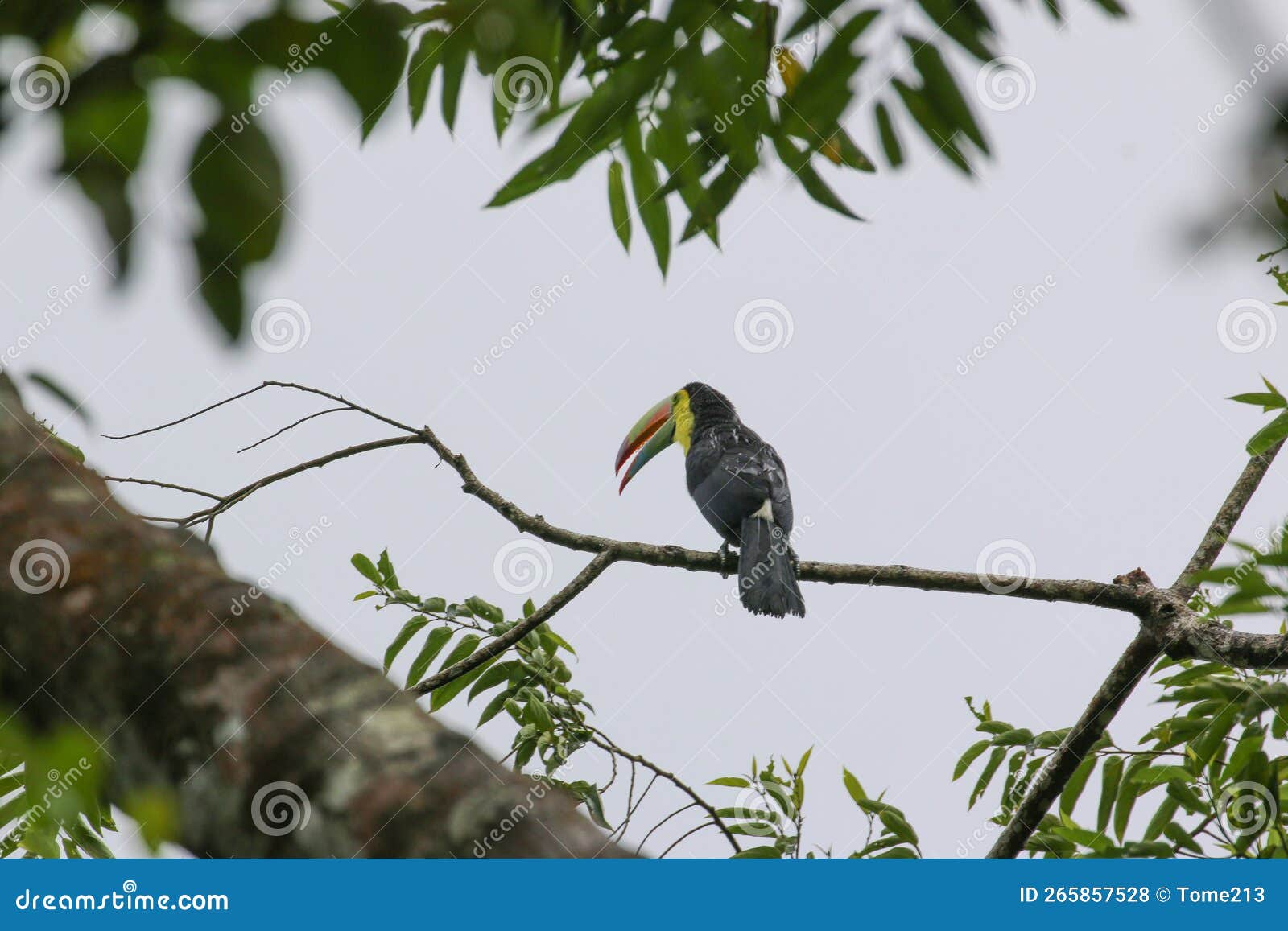 A Toucan Bird on a Tree in the Rainforest Stock Photo - Image of bird ...