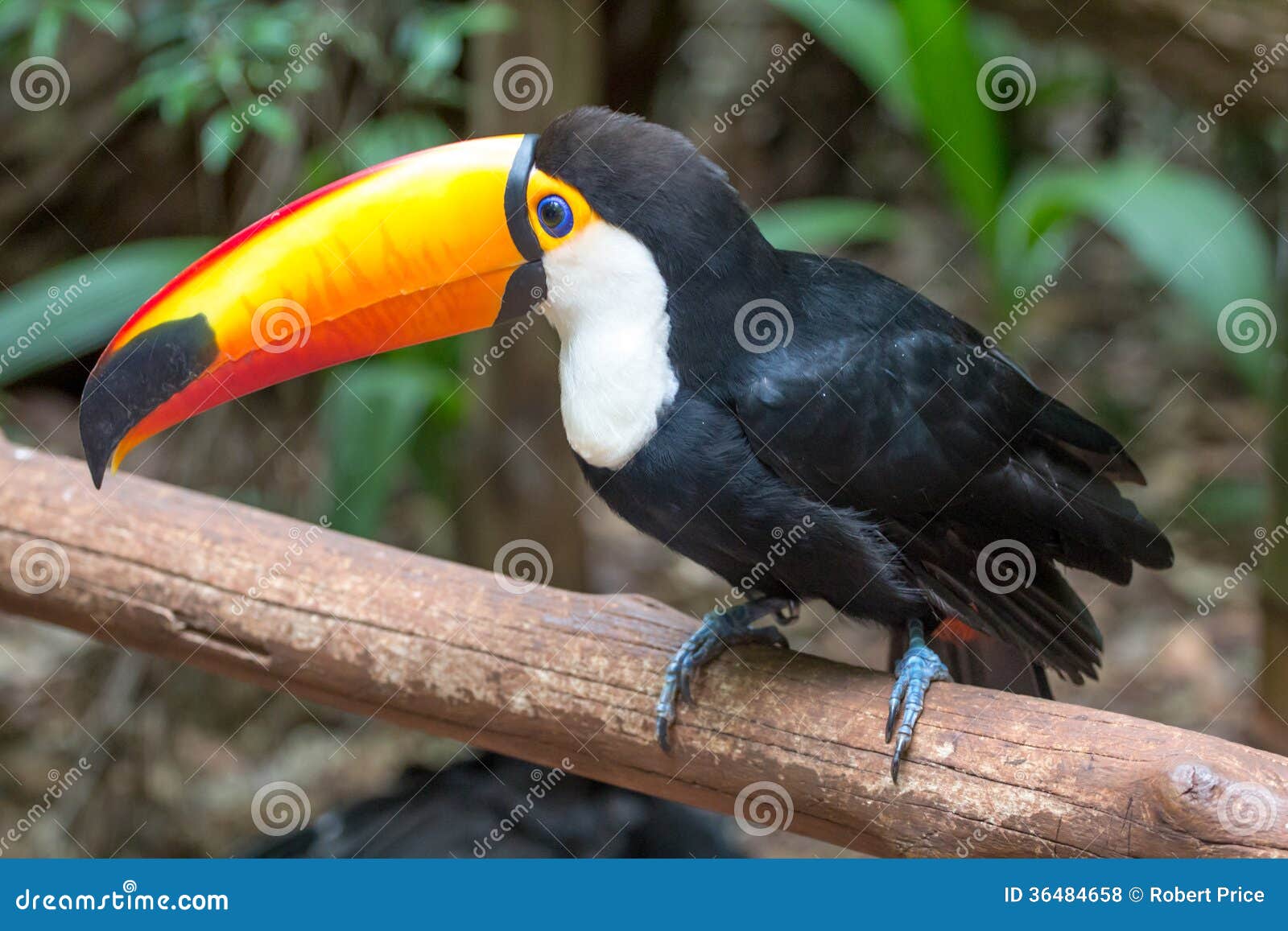 Toucan stock photo. Image of aves, brasil, nature, black - 36484658