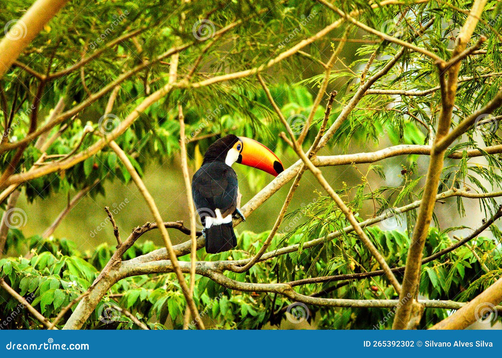 Toucan of Brazil stock photo. Image of brazil, toucan - 265392302