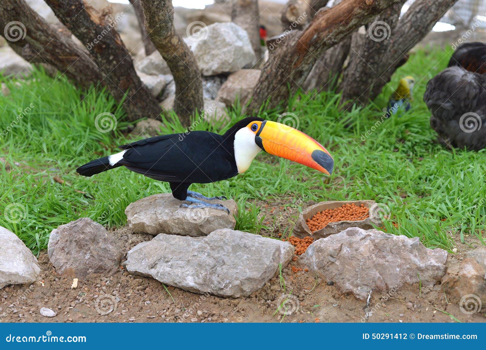 Toucan stock photo. Image of exotic, wildlife, nose, bird - 50291412