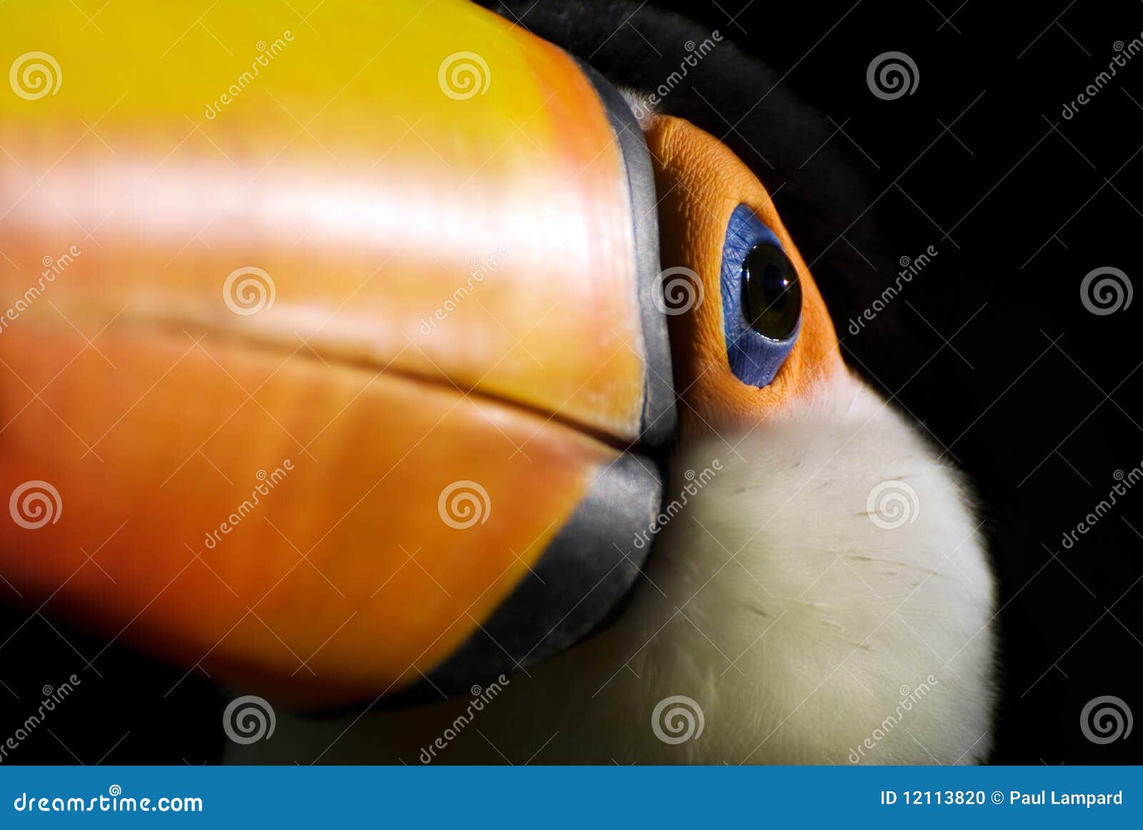 Toucan close up stock photo. Image of black, bill, bird - 12113820