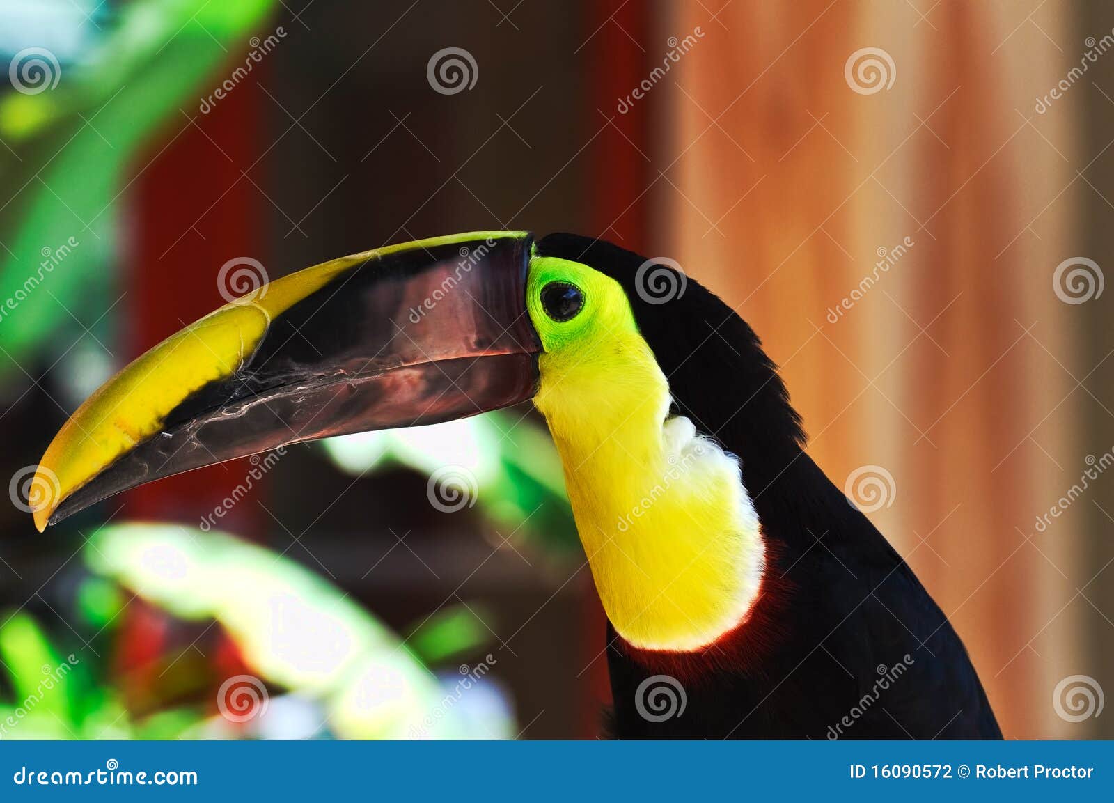 Toucan Close up stock photo. Image of toucan, neck, beakbill - 16090572