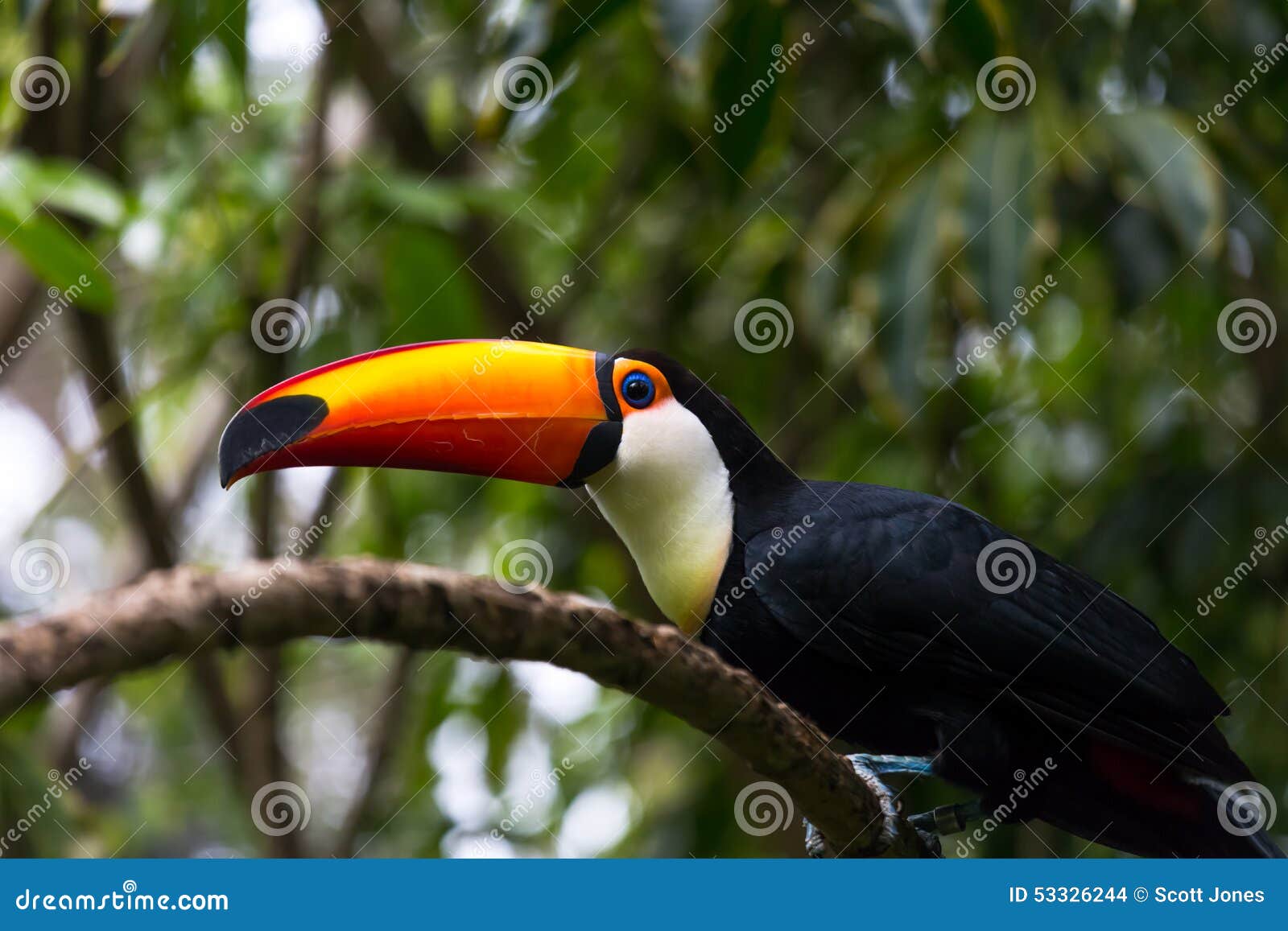 Toucan stock photo. Image of wing, rain, wildlife, colorful - 53326244