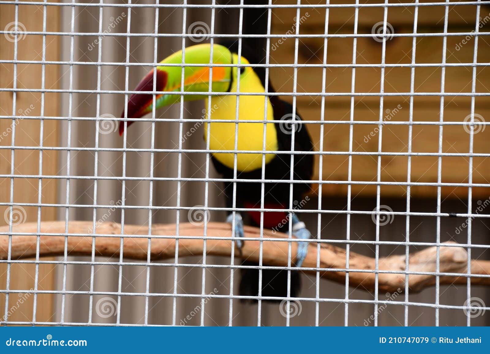 Toucan stock image. Image of branch, common, ecosystem - 210747079