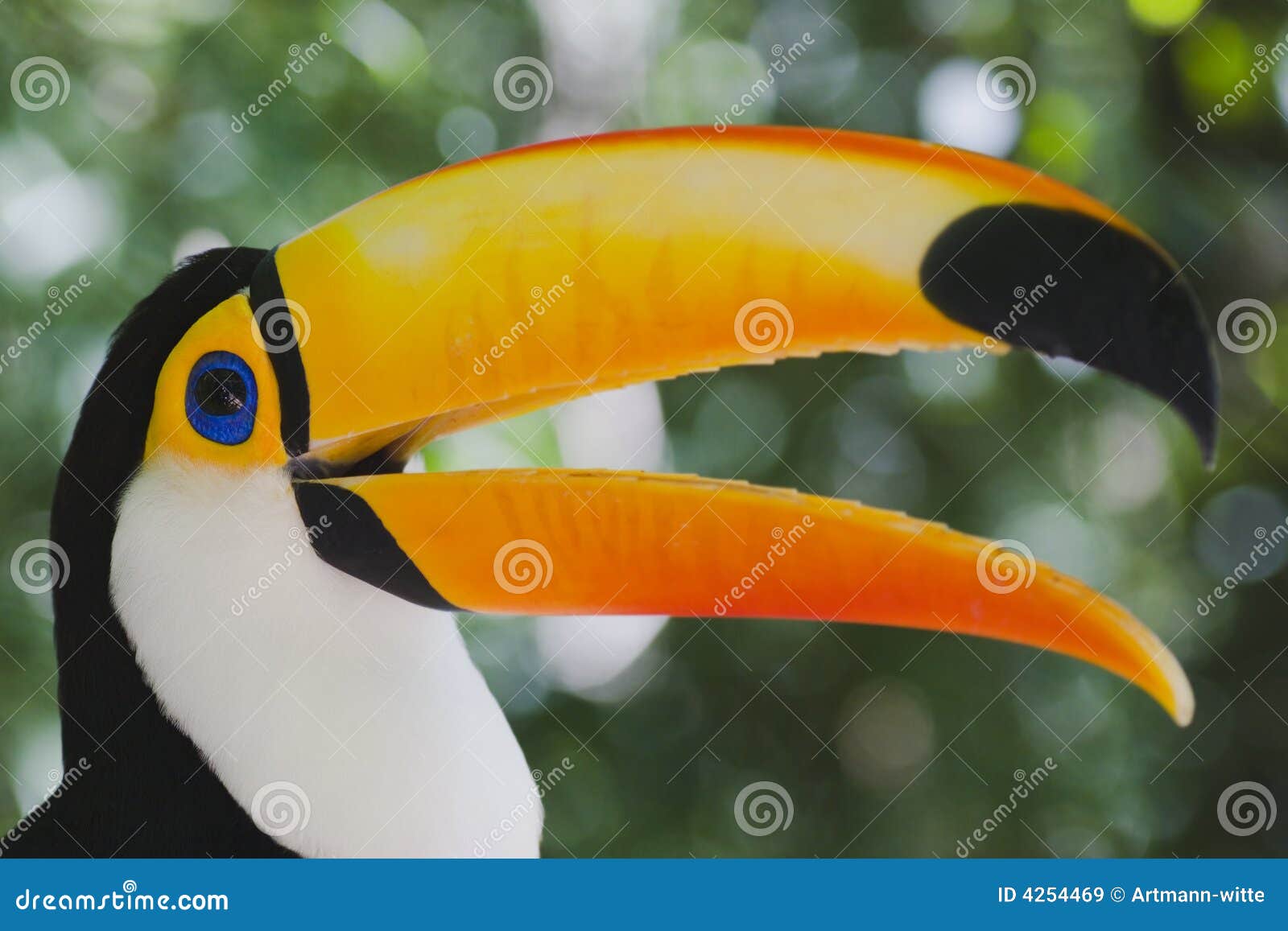 Toucan Colorido (toco De Ramphastos) Imagen de archivo - Imagen de ...