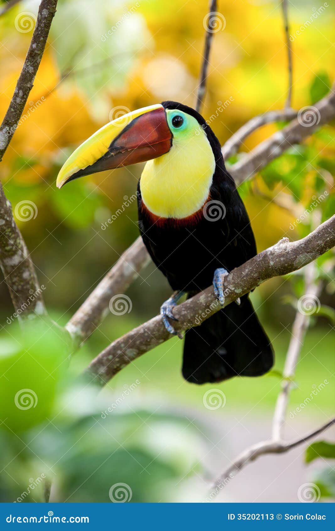 Toucan in Costa Rica stock image. Image of bird, rica - 35202113