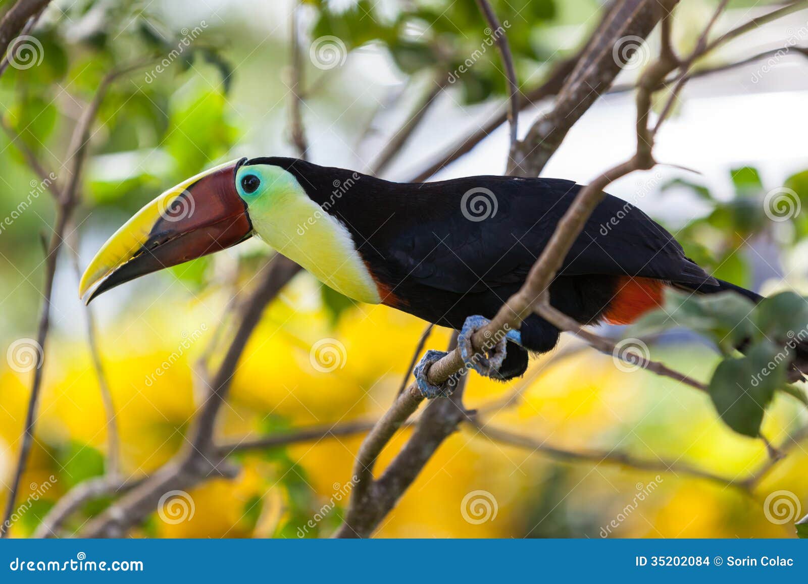 Toucan in Costa Rica stock photo. Image of colorful, bird - 35202084