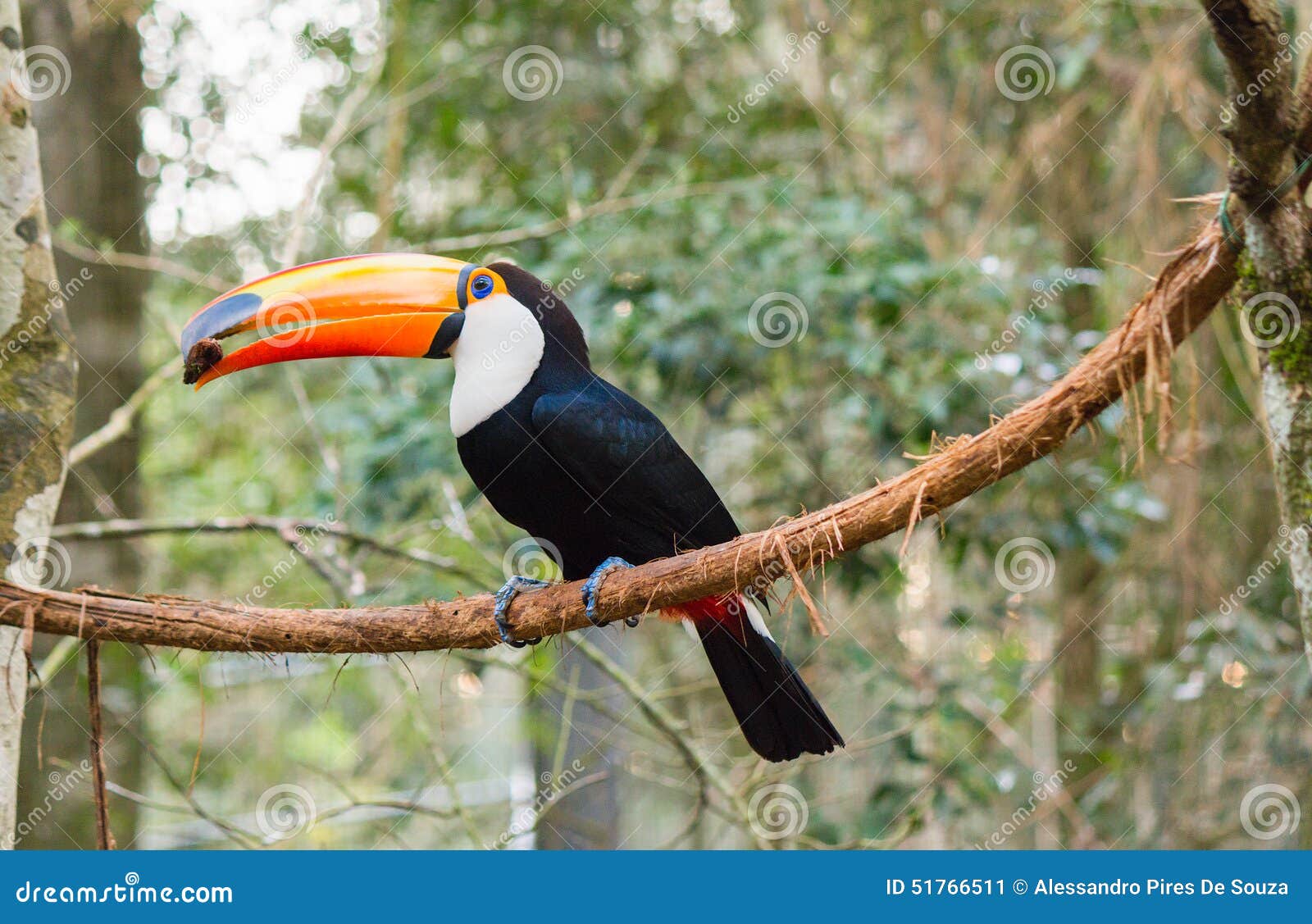 Toucan Eating stock image. Image of colourful, color - 51766511