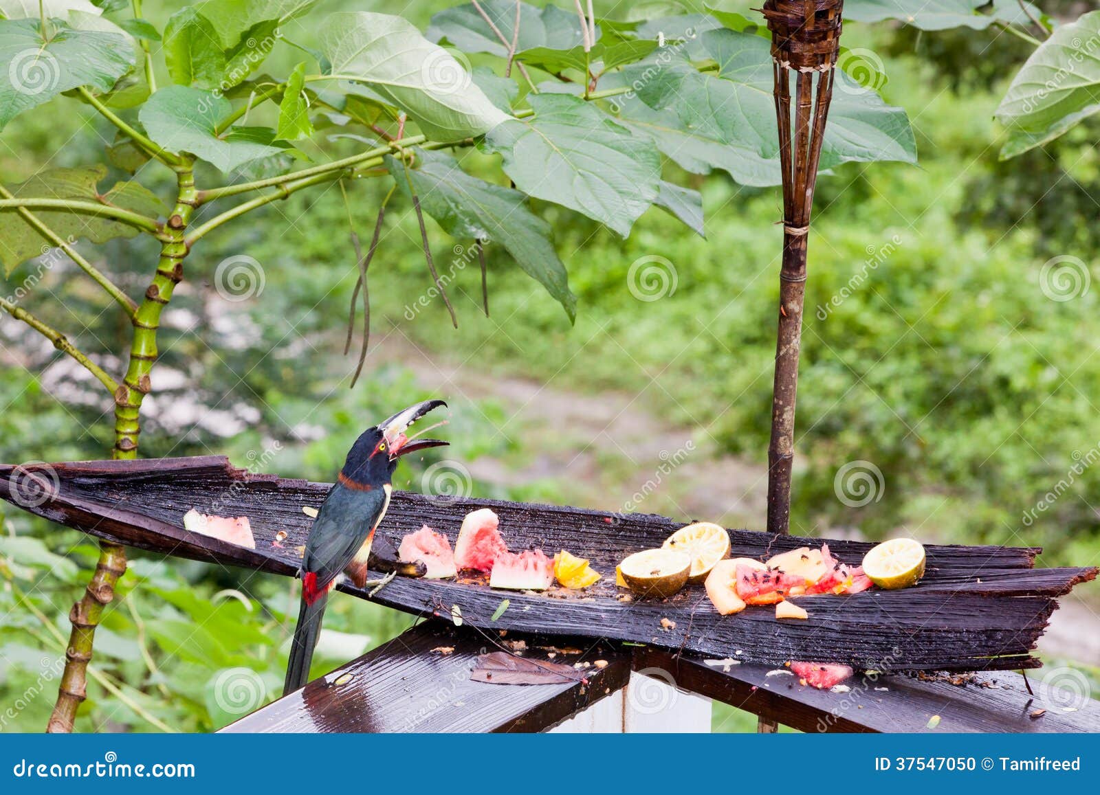 Toucan Eating Watermelon stock photo. Image of nature - 37547050