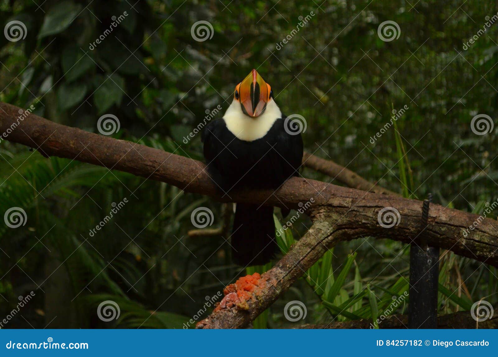 Toucan front view stock photo. Image of iguazu, wood - 84257182