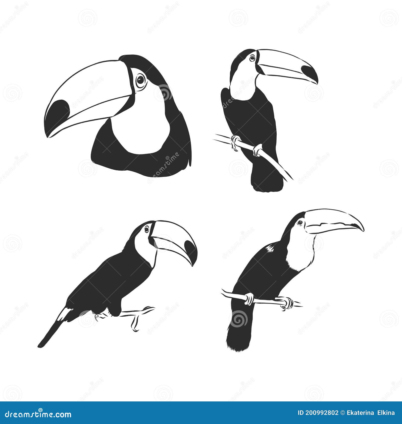 Toucan Hand Drawn Vector Llustration Realistic Sketch. Toucan Bird ...