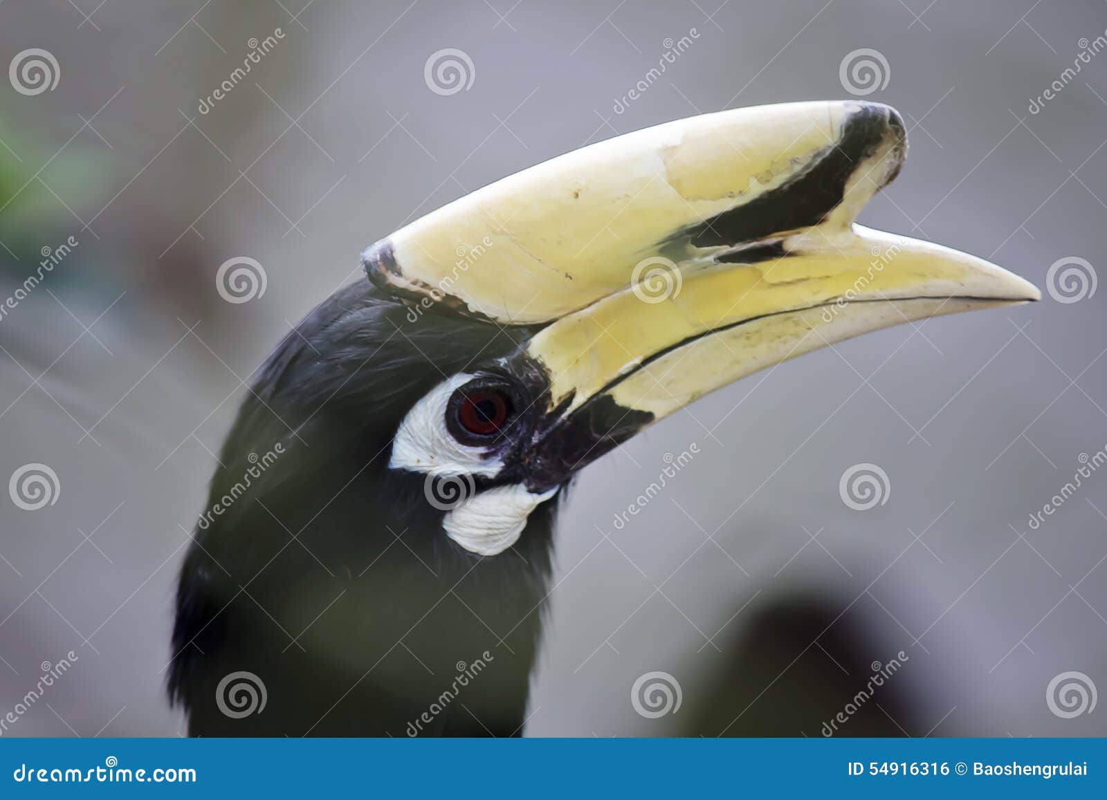 Toucan stock photo. Image of tropics, head, toucan, aviary - 54916316