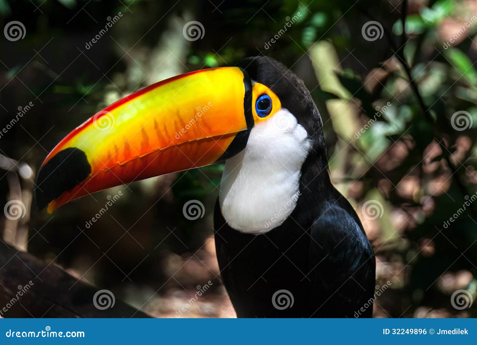 Toucan stock photo. Image of nature, majestic, animal - 32249896