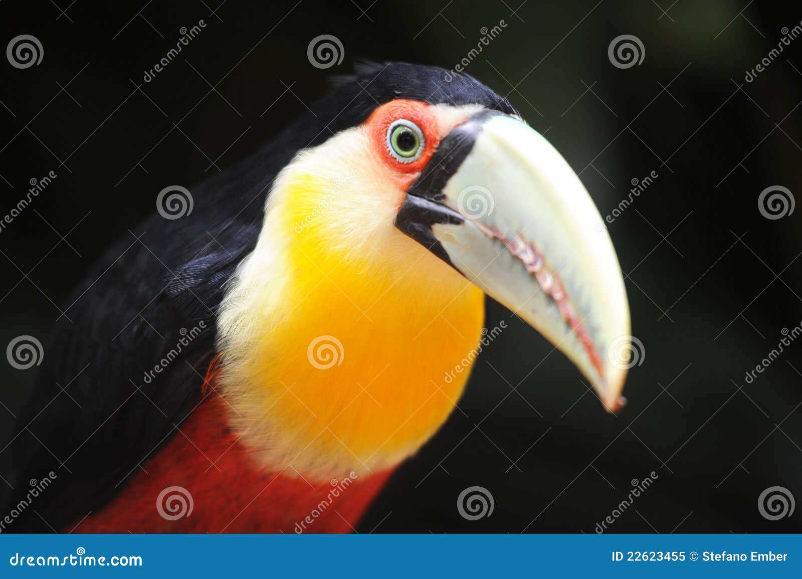 Toucan Head at Parque Das Aves Stock Image - Image of wild, animals ...