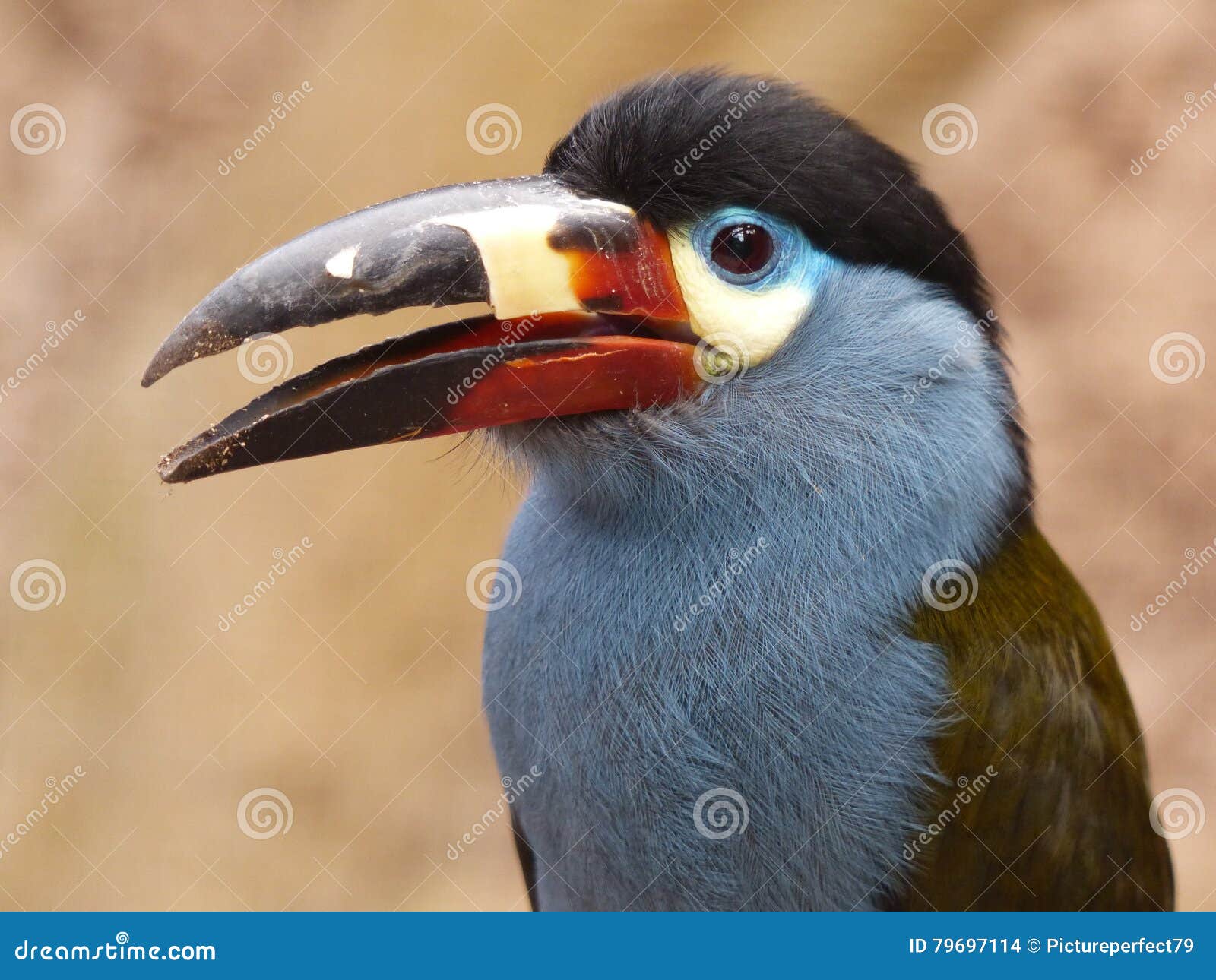 Toucan stock photo. Image of forest, bird, toucan, feather - 79697114