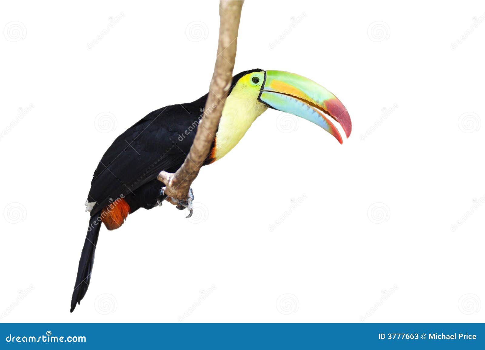 Toucan Isolated on White stock image. Image of beak, ornate - 3777663