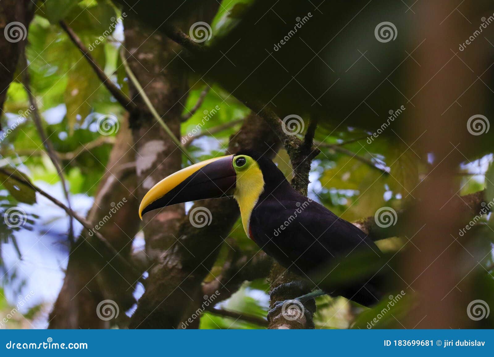 Toucan from the jungle stock image. Image of yellow - 183699681