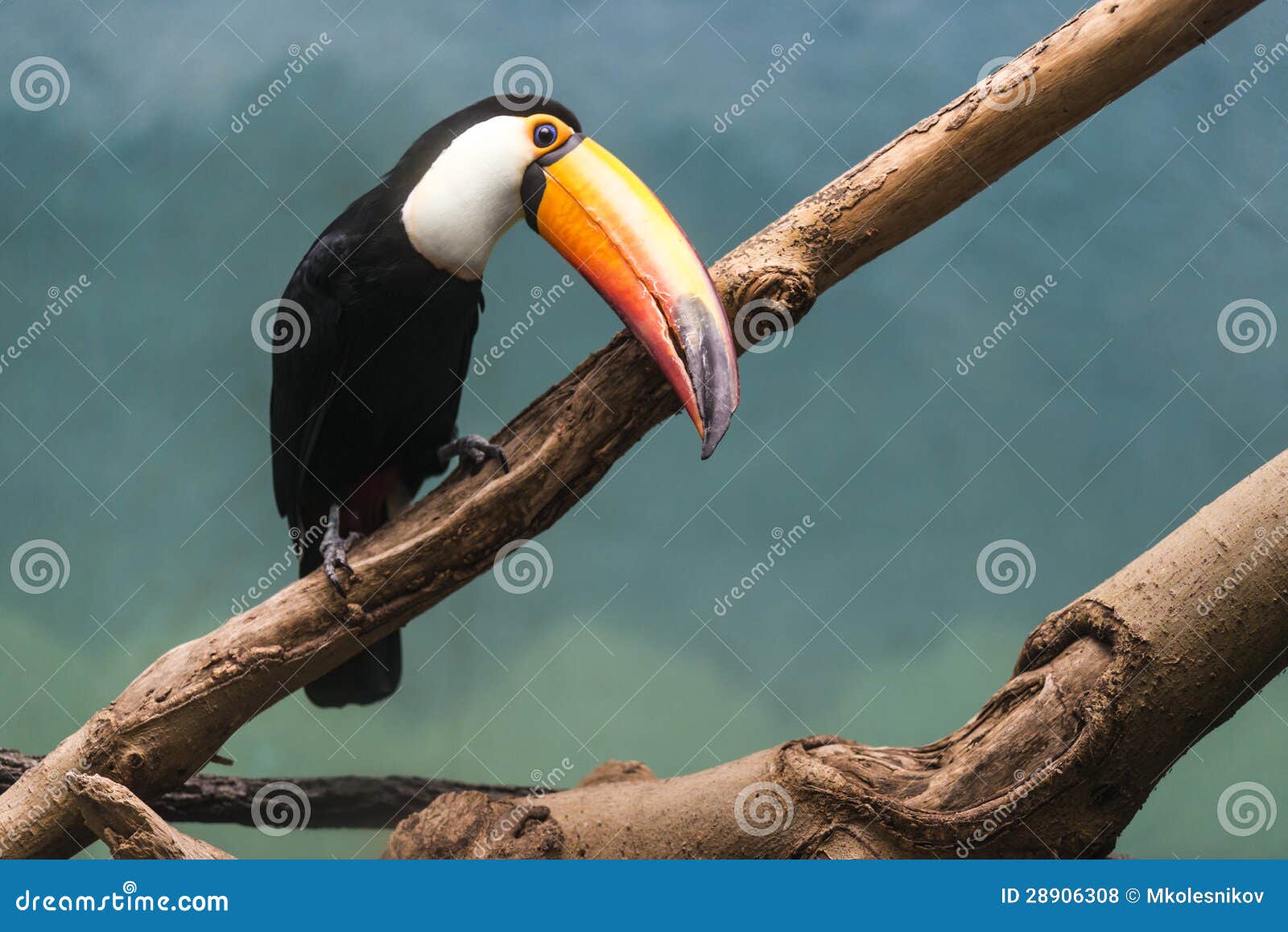 Toucan in the Jungle stock photo. Image of travel, wildlife - 28906308