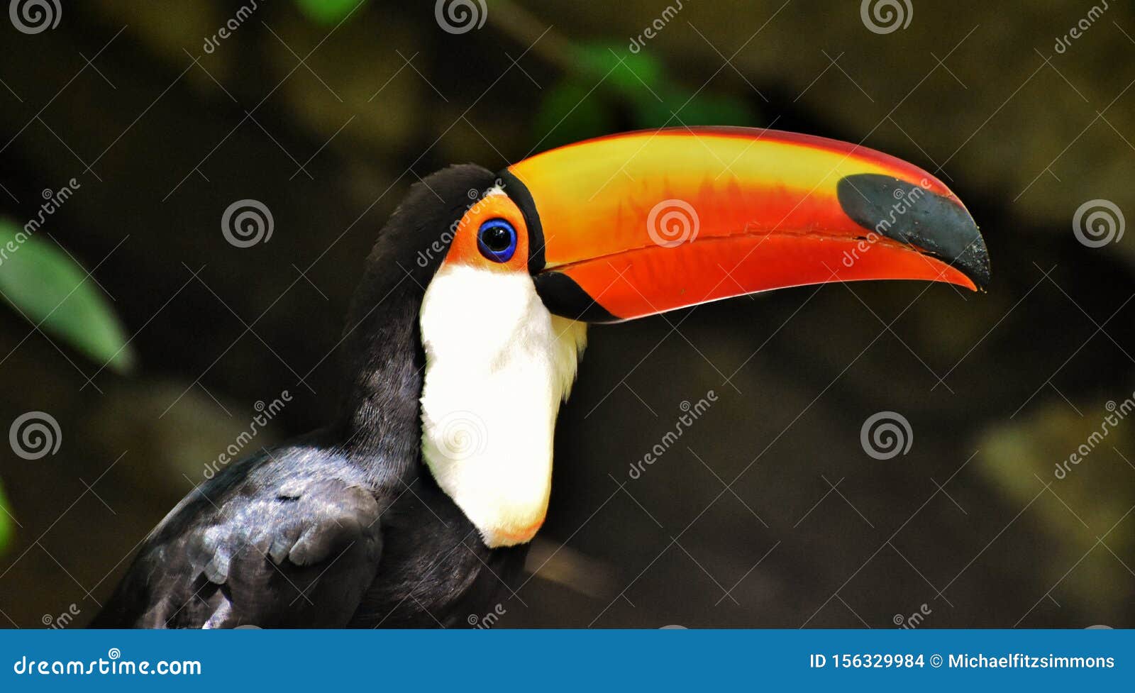 A Toucan in a Jungle Rainforest. Stock Photo - Image of green, wildlife ...
