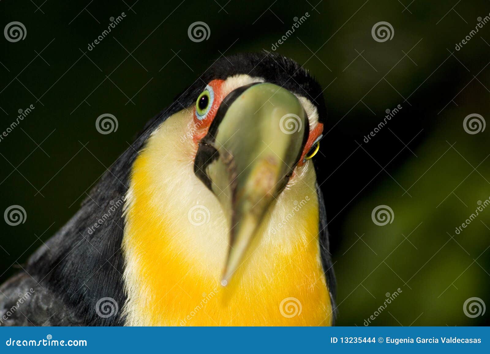 Toucan Looking at the Camera Stock Photo - Image of portrait, bird ...