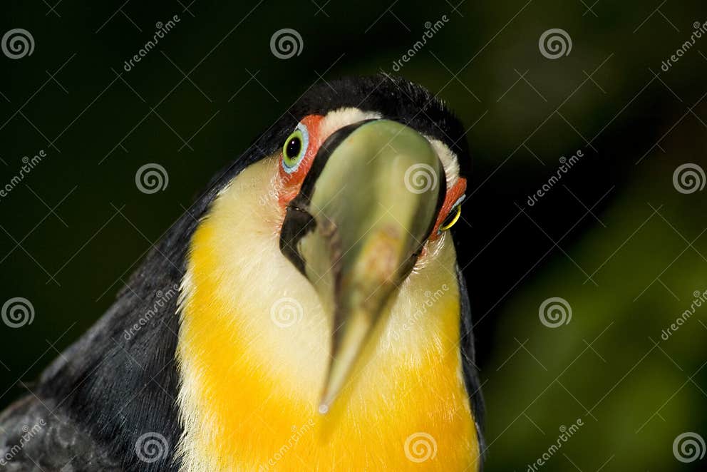 Toucan Looking at the Camera Stock Photo - Image of portrait, bird ...
