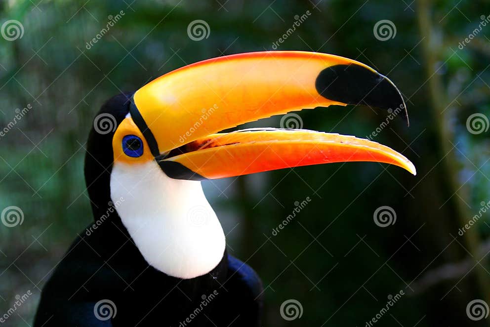 Toucan in Profile stock image. Image of destination, animal - 4819845