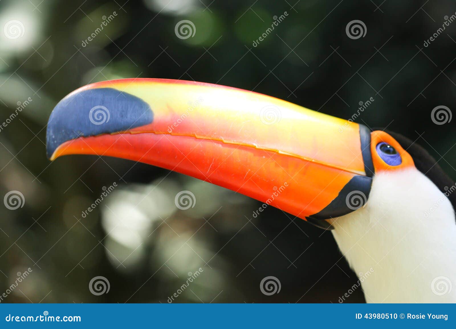 Toucan profile stock photo. Image of colourful, bill - 43980510