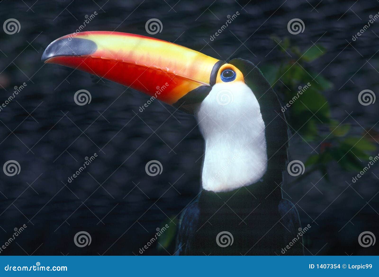 TOUCAN-RAMPHASTIDAE stock photo. Image of wild, animal - 1407354