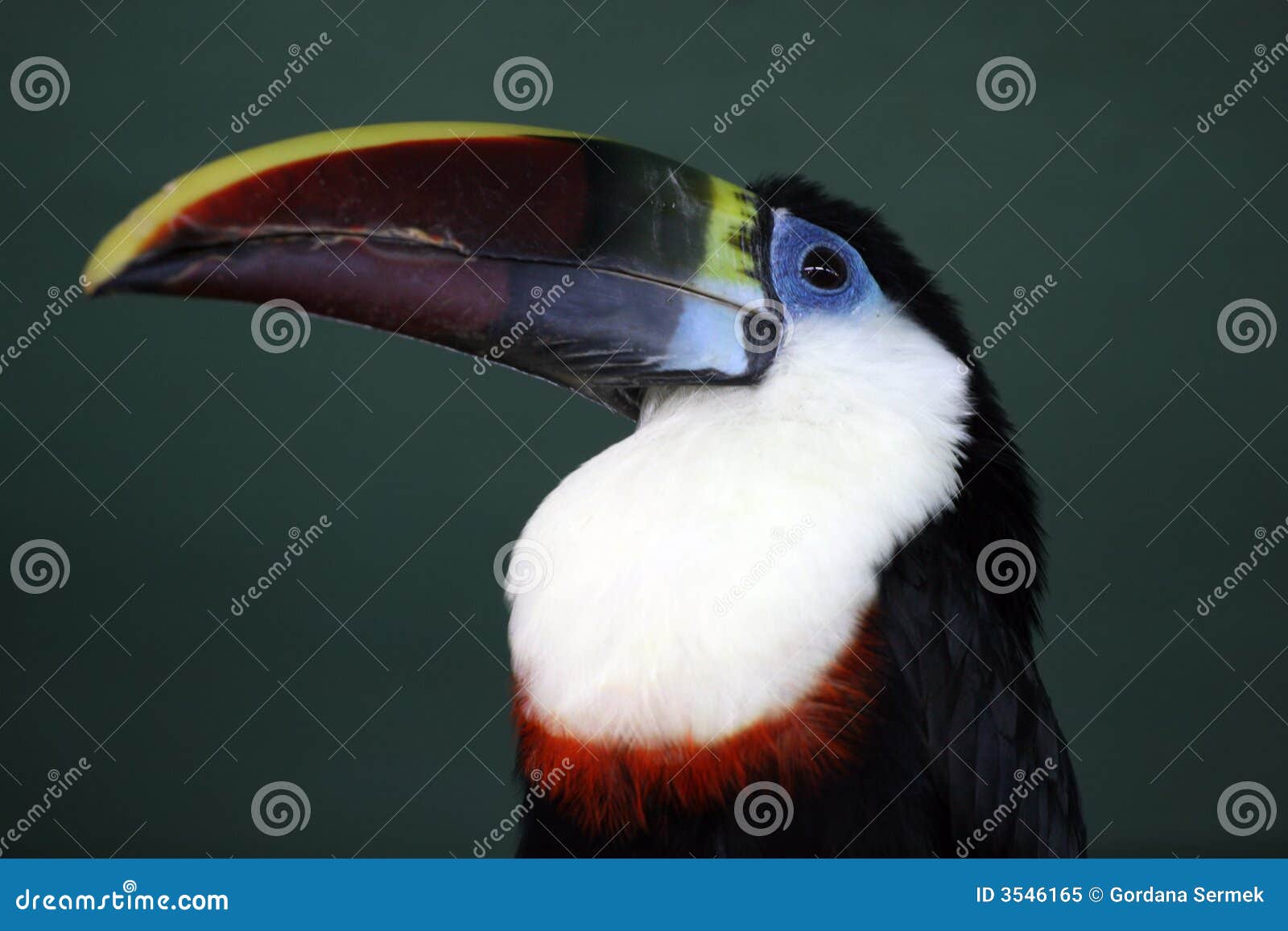 Beautiful Amazonian Toucan Stock Photos - Free & Royalty-Free Stock ...